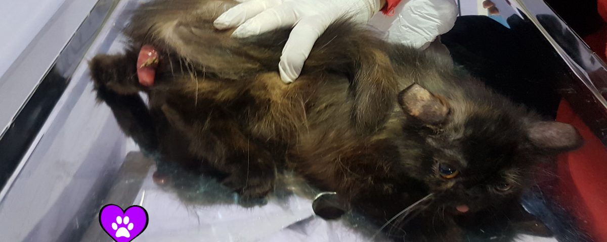 Kucing Item – Prolapsus – Klinik Hewan (K and P Clinic )